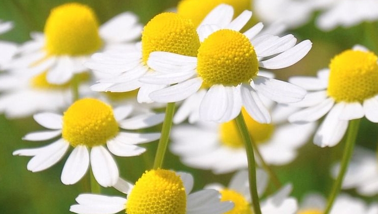 Mușețelul - Ianmarc